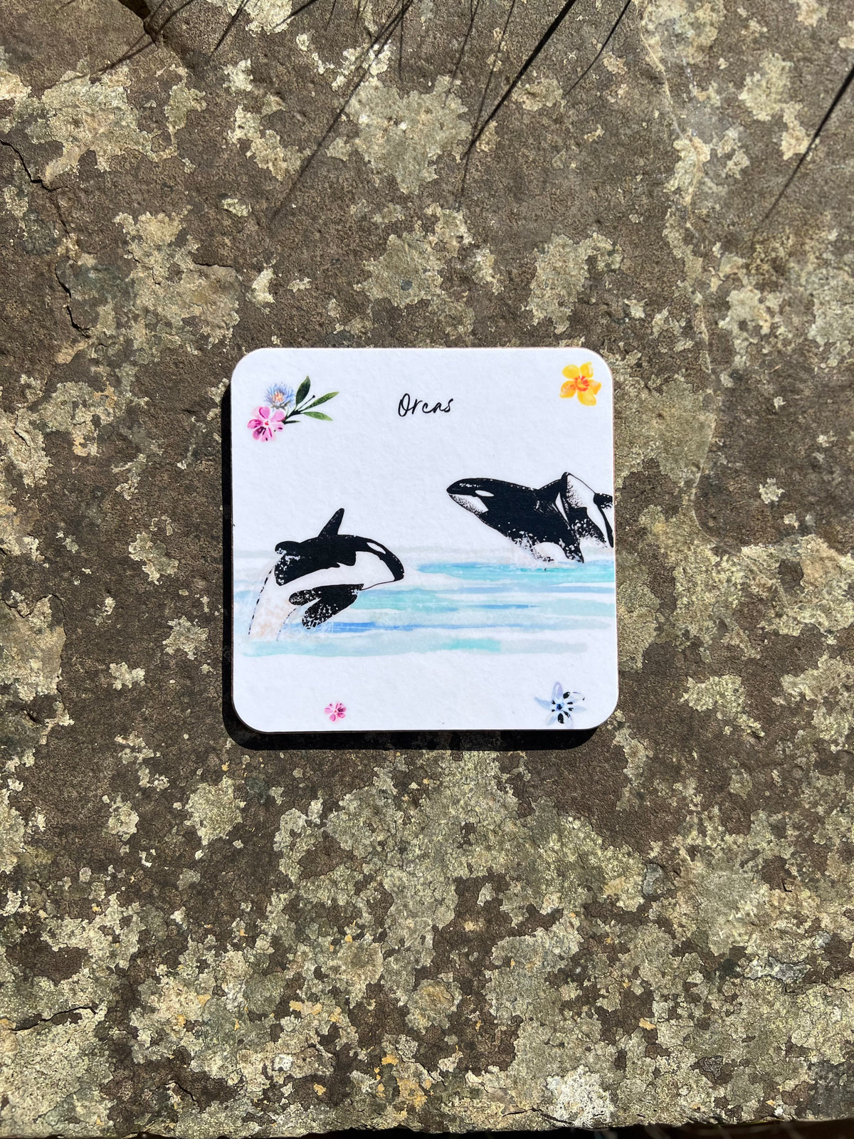 Sarah Leask Orkney Wildlife Orkney Orca Magnet — Judith Glue